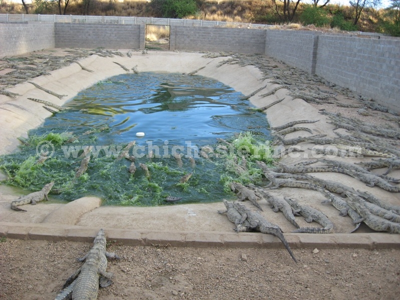 Crocodile Ranch in Otjiwarongo, Namibia