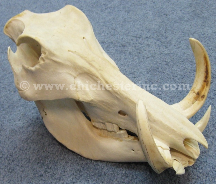 Warthog Skulls