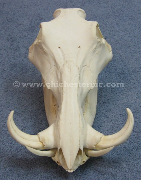 Warthog Skulls