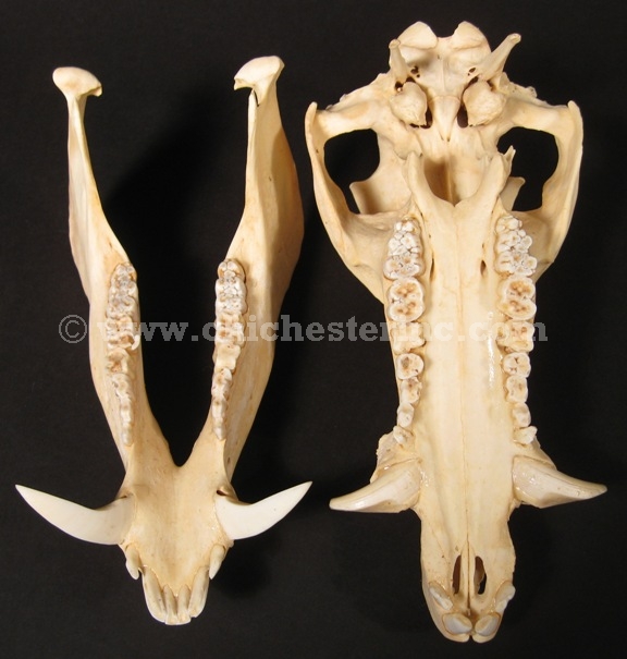 Wild Boar Skulls or Wild Hog Skulls with Tusks