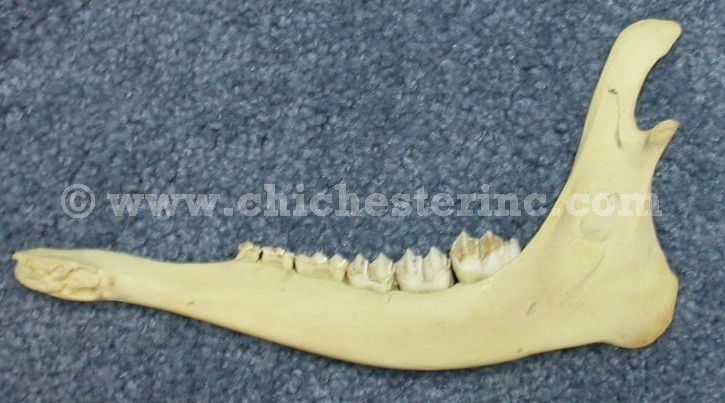 Deer Jaw Bones or Deer Bones