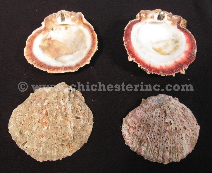 Pacific Spiny Oyster Shells or Pacific Thorny Oyster Shells or ...