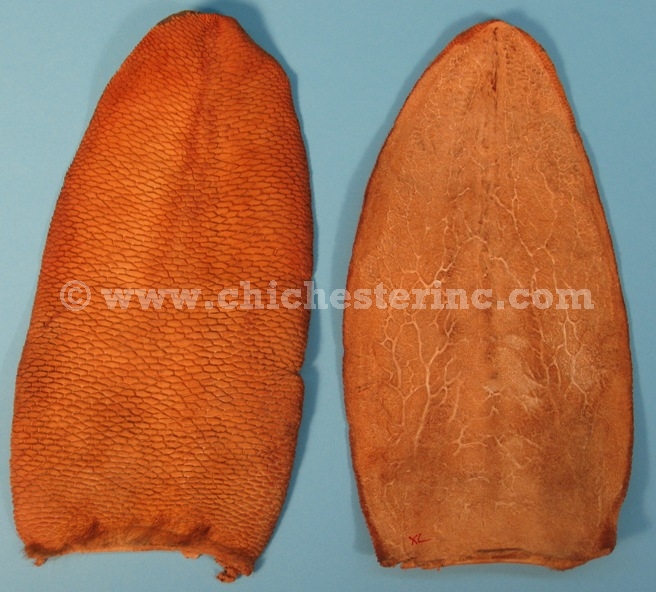 Beaver Tails or Beaver Tail