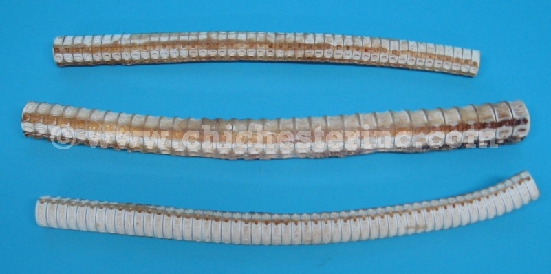 Shark Bones, Shark Vertebrae