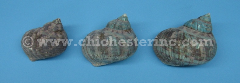 Raw Turbo Shells and South African Turbos