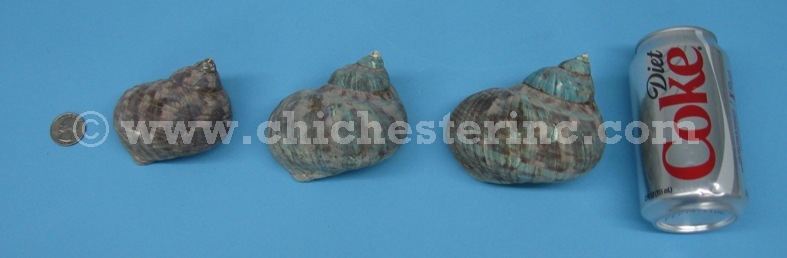 Raw Turbo Shells and South African Turbos