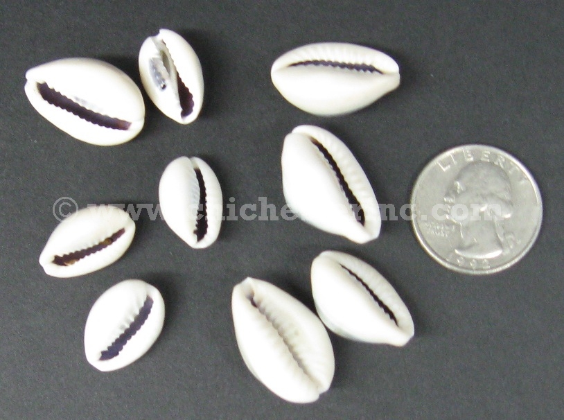 Cowrie Shells or Purple Cowrie Shells