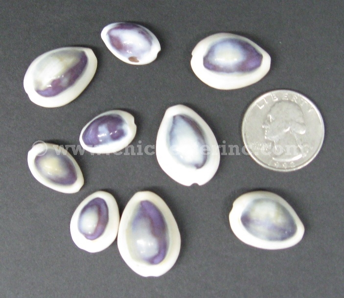 Cowrie Shells or Purple Cowrie Shells