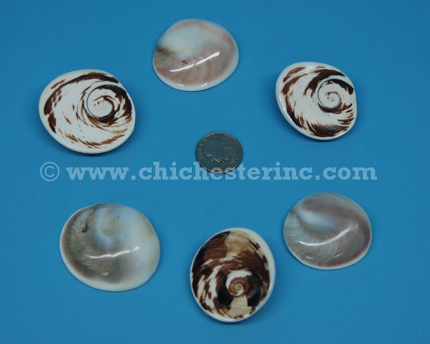 Turbo Shell Operculum, Turbo Imperialis Operculum