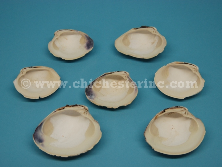 Quahog Shell or Quahaug Shell or Northern Quahog Shell or Round Clam ...
