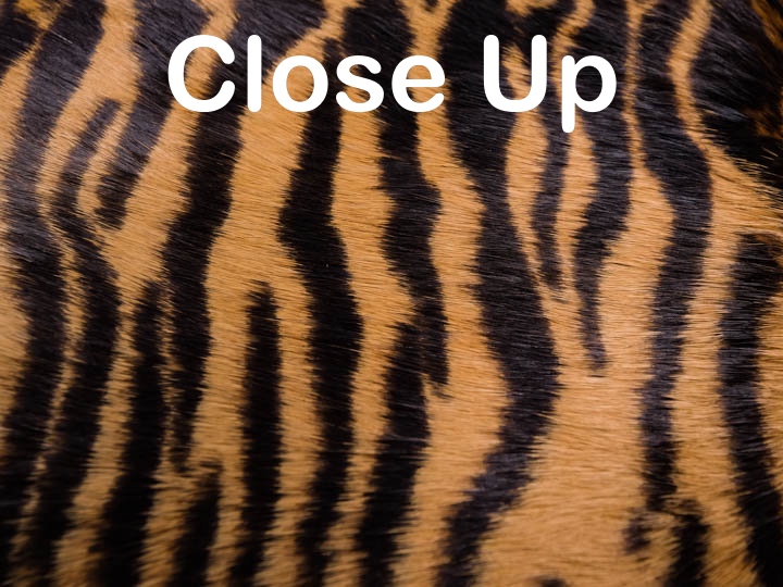 Stencilled or Printed Rabbit Skins Pelts Furs Hides in Various Animal ...