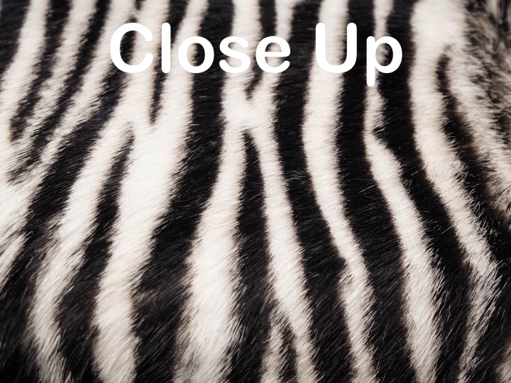 Stencilled or Printed Rabbit Skins Pelts Furs Hides in Various Animal ...