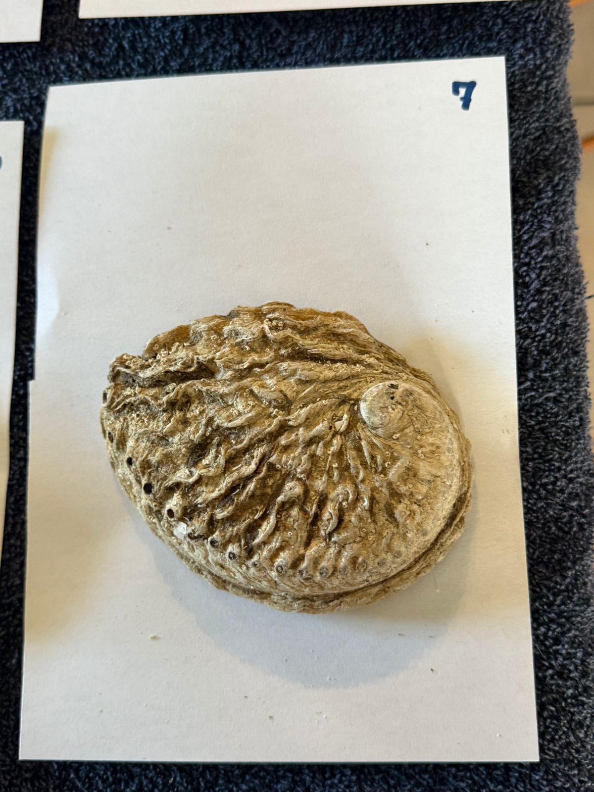 Cultivated African Abalone Shells by the Container Load from Chichester ...