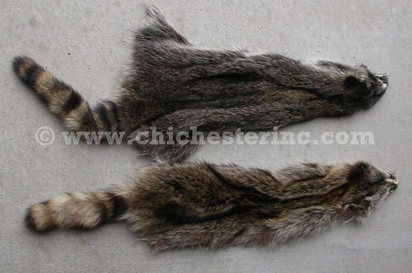 Raccoon Skins or Raccoon Hides or Raccoon Pelts or Raccoon Furs