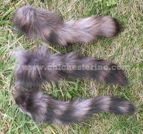 Raccoon Tails or Tinted Raccoon Tails or Highlighted Raccoon Tails or ...