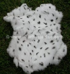 Stencilled or Printed Rabbit Skins Pelts Furs Hides in Various Animal ...