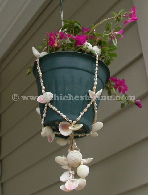 African Shell Plant Hanger