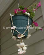 African Shell Plant Hanger
