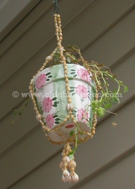 African Shell Plant Hanger