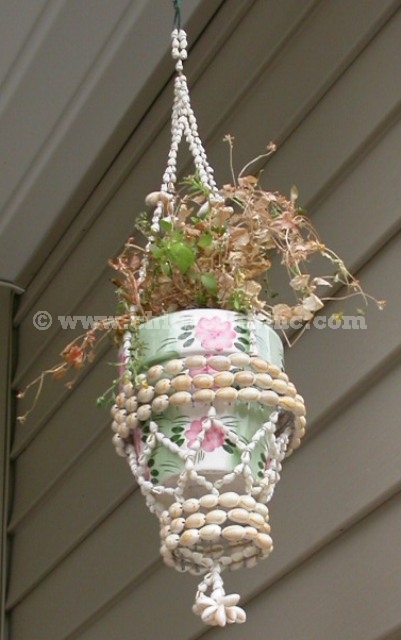 African Shell Plant Hanger