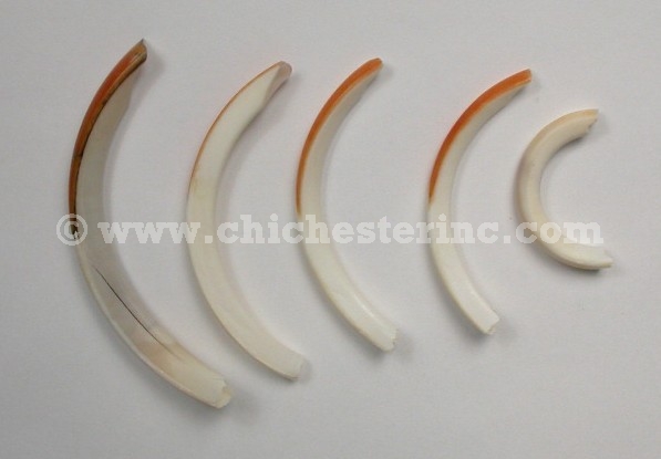 Beaver Teeth and Real Beaver Teeth