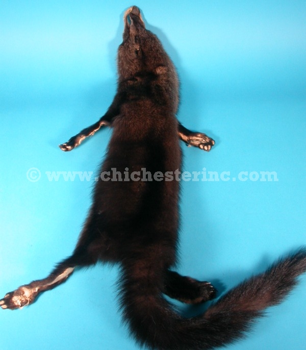 Fisher Skins Pelts Hides Furs