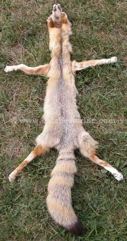 Kitt Fox Skins Pelts Hides Furs, Kit Fox, Kit Fox Pelt, Kit Fox Hide